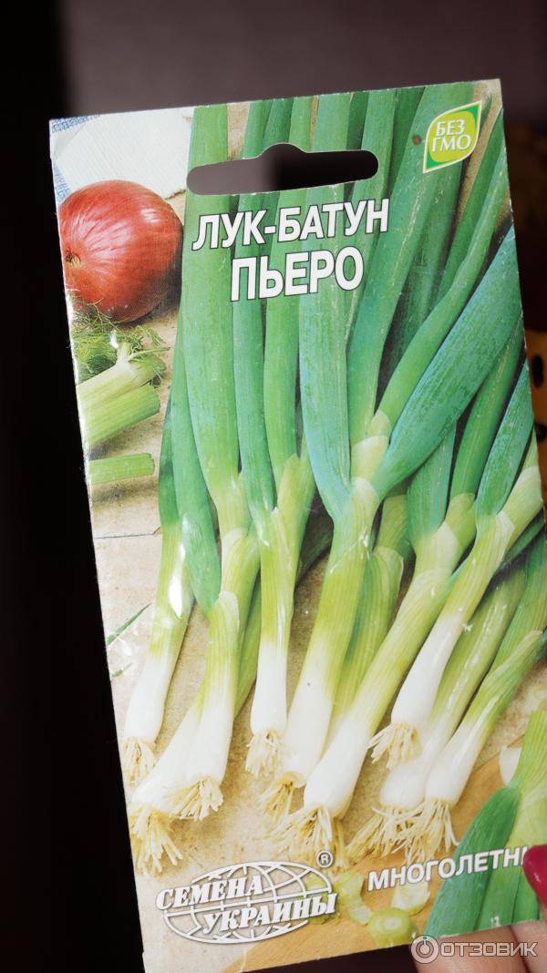 Отзыв о Семена лук-батуна Семена Украины "Пьеро" | Из них будет сочный ...